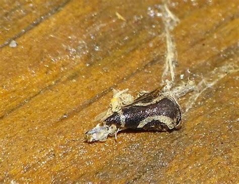 Treehopper Ophiderma BugGuide Net