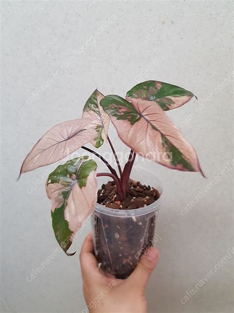 알로카시아 세렌디피티 바리에가타 분양합니다 인테리어소품 중고나라