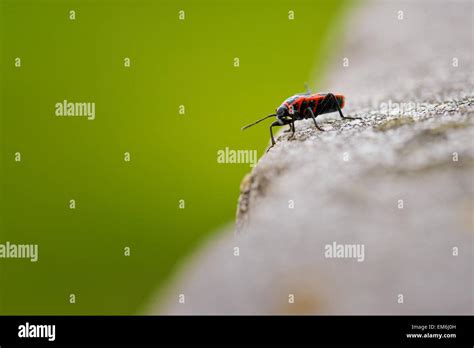 Firebugs Pyrrhocoris Apterus On Rocky Background Stock Photo Alamy