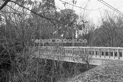 昭和50年代 玉川上水と小金井桜 小金井市観光まちおこし協会