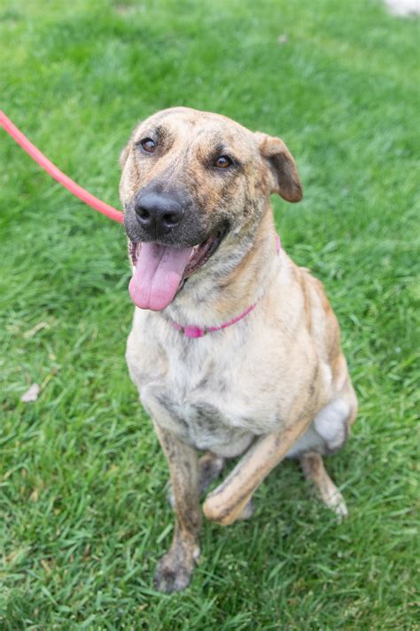 This Week Marked One Humane Society Of Huron Valley