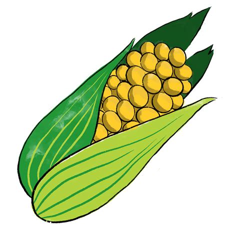 Corn Cob Png
