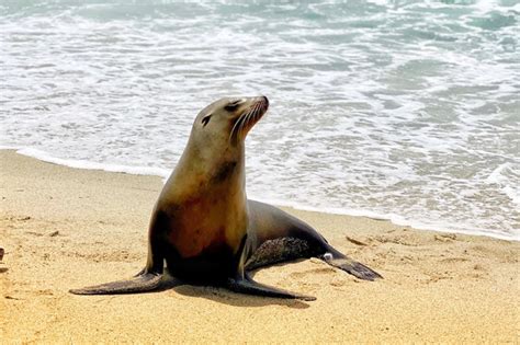 Almalinux Mysql Mariadb