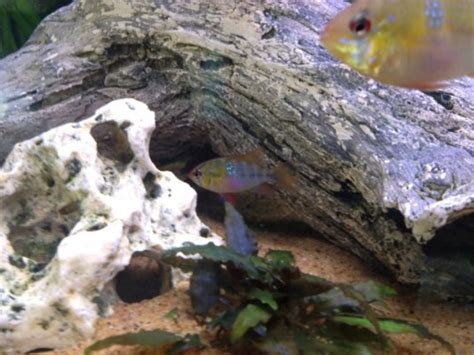 Sexing My Rams Aquarium Advice Forum Community
