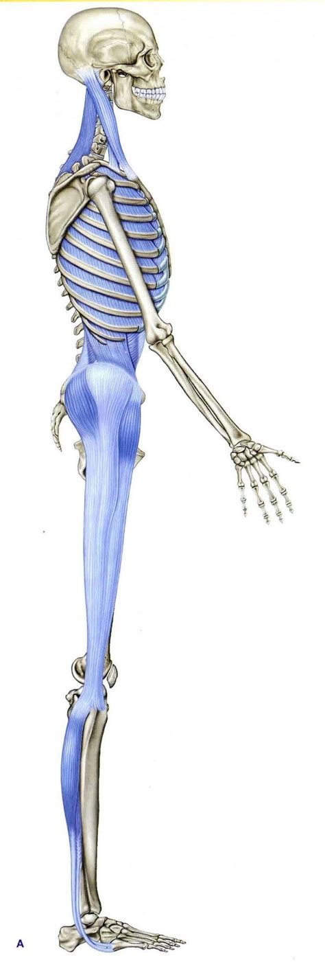 근막경선 전방선심부전방선나선선 두개골 근육 두개골 조정 두개골 밸런스 두개골 근육조정 두개골 근조정 척추