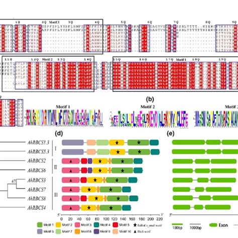 Gene Characteristics And Conserved Protein Domains Of The Peanut Rbcs Download Scientific