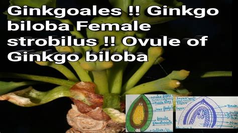 Ginkgoales Ginkgo Biloba Female Strobilus Ovule Of Ginkgo Biloba Youtube