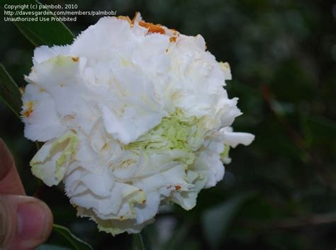 PlantFiles Pictures Common Camellia Japanese Camellia Kona
