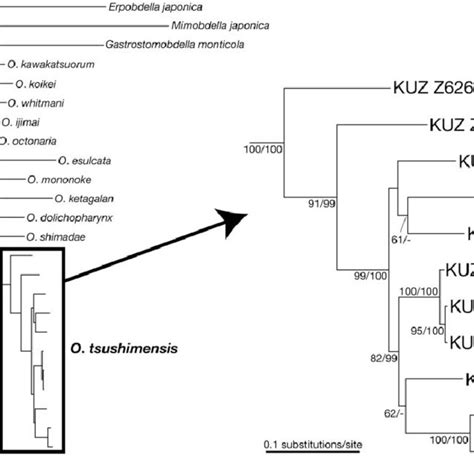 the maximum likelihood ml tree of 2 663 bp of cytochrome oxidase