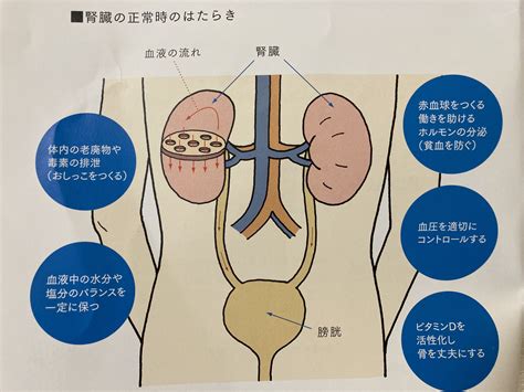 ゆかりママの健康コラム 第1回 腎臓の働き 鴨コミュ
