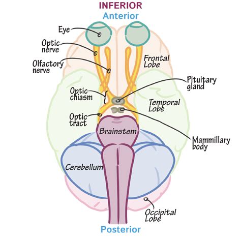 Neuroanatomy Glossary Cerebrum Key Surface Anatomy Ditki Medical