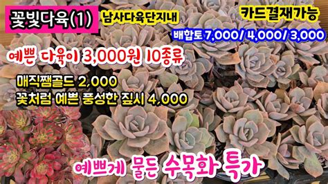꽃빛다육1 굳혀져 예쁜 다육이 3000원 10종류 매직쨈골드 2000 너무 착한가격이라 눈이 갑니다 다육이흙 배합토