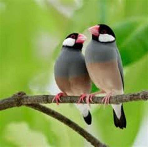 Beginner S Guide To Java Sparrows Breeding