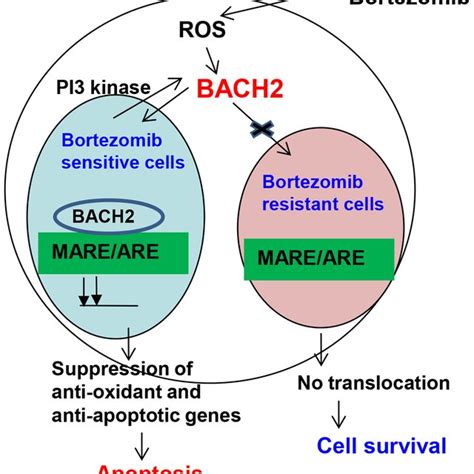 Bach2 Subcellular Localization Determines Oxidative Stress Responses In