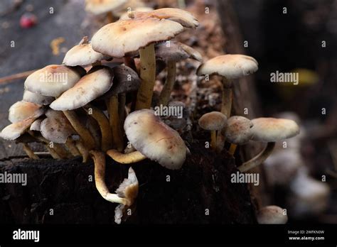 The Fascinating World Of Autumnal Woodland And Grassland Fungi Credit