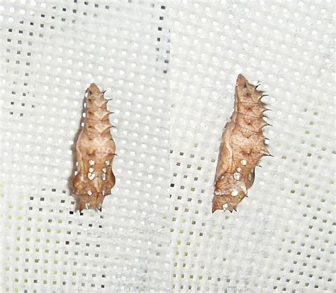 東京23区内の虫 2 ツマグロヒョウモン