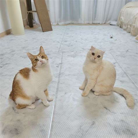 [opencv] Template Matching