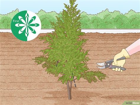 Prune A Leyland Cypress For Fast Height And Thick Growth