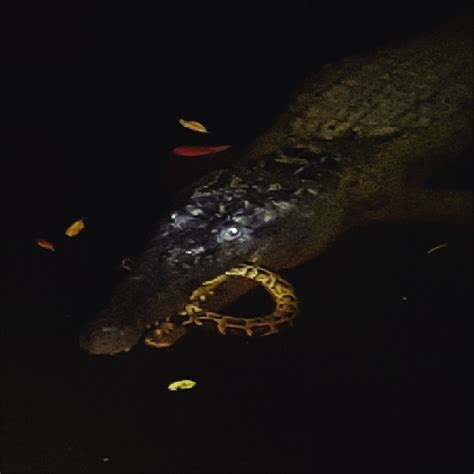 Adult Crocodylus Acutus With A Python Molurus Bivitattus In Its Jaws At Download Scientific