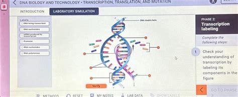 Solved Dna Biology And Technology · Transcription