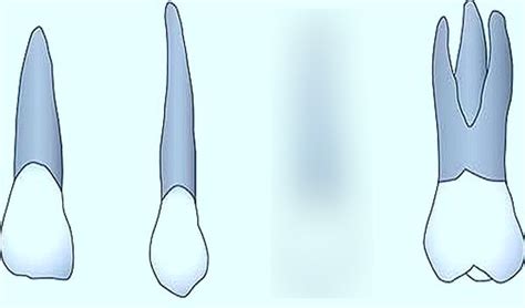 Mammal Teeth Diagram Diagram Quizlet