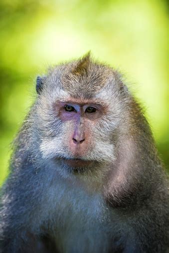 Monyet Di Hutan Monyet Foto Stok Unduh Gambar Sekarang 2015 Alam