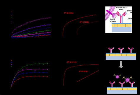 Detection Of Sars Cov 2 Pseudovirus With Nanoplasmonic Sensor Chip By A Download Scientific