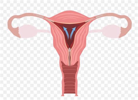 Female Reproductive System Ovary Fallopian Tube Uteru Vrogue Co