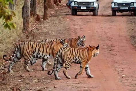 Uttar Pradesh Gets Its Fourth Tiger Reserve In Ranipur