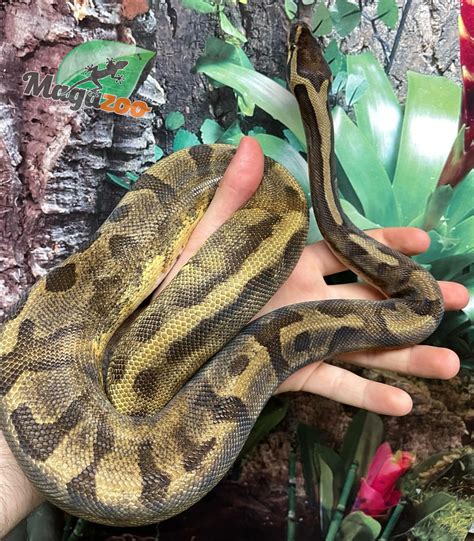Python Royal Enchi Pied femelle - Magazoo, l'Univers des Reptiles