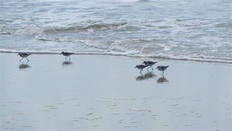 Beach Buddies Online Artisans