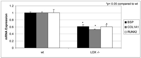 real time rt pcr analysis of bone markers col1a1 bone sialoprotein