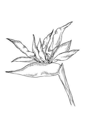 그래픽 Strelitzia 꽃입니다 벡터 이국적인 잎과 꽃 흰색 배경에 고립 성인과 아이 들을 위한 책 페이지를 착 색 손으로