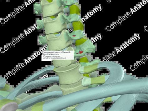 Transverse Process Of Seventh Cervical Vertebra Right Complete Anatomy