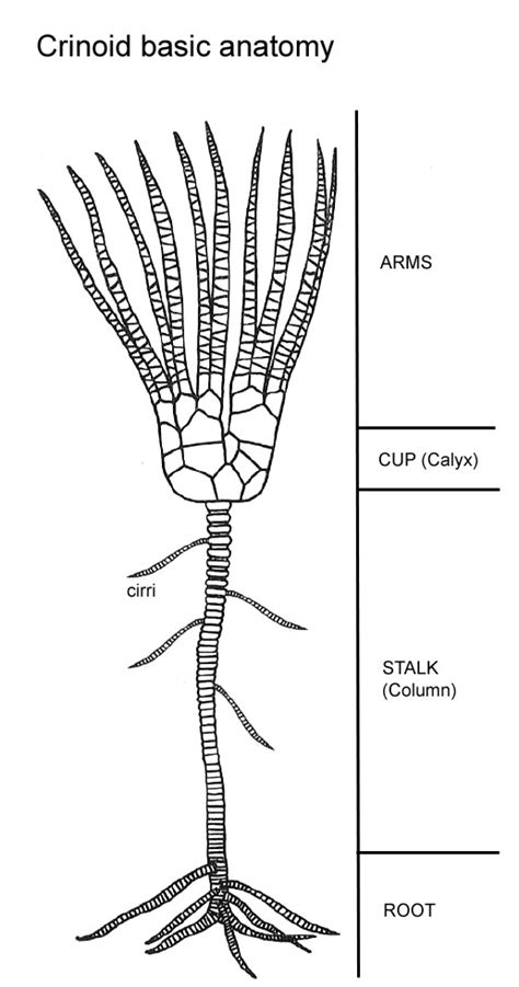 Crinoid Diagram