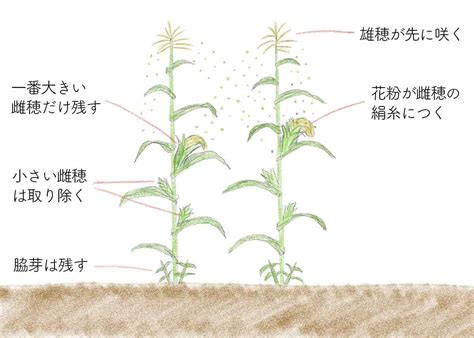 トウモロコシの栽培方法・育て方のコツ やまむファーム 園芸学 小さな菜園 栽培