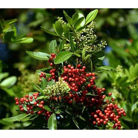 Schinus Terebinthifolius Pink Pepper Palma Verde Exoten