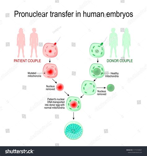 12 Mitochondrial Inheritance Stock Vectors And Vector Art Shutterstock