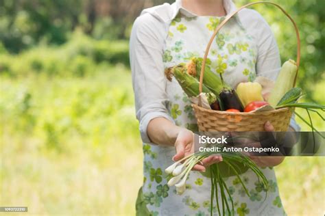 그녀의 손 및 농장 또는 채소 밭에 야채 바구니에 녹색 양파와 여자 수확 또는 야채 판매의 개념 글에 대 한 빈 공간으로 9월에 대한 스톡 사진 및 기타 이미지 Istock