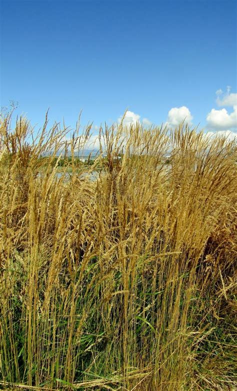 Dry Avalanche Feather Reed Grass Along Richmond Trail Bc Canada