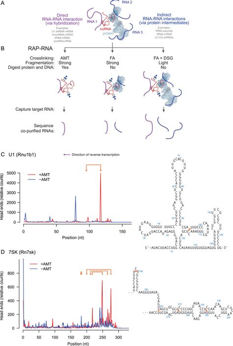 Rna Rna Interactions Enable Specific Targeting Of Noncoding Rnas To Nascent Pre Mrnas And