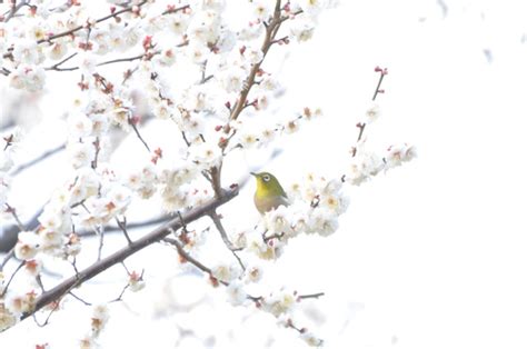 花に埋もれて By くろぴよ （id：430624） 写真共有サイトphotohito