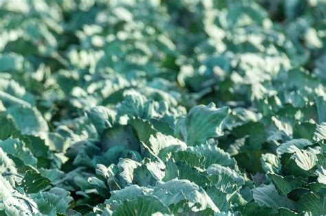 Premium Photo Organic Freshly Growing Cabbage Field