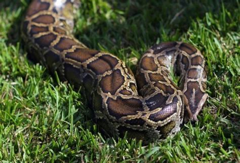 Indonesian Woman Swallowed By Giant Python