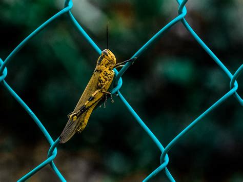 Download Wallpaper 1400x1050 Grasshopper Insect Fence Mesh Standard
