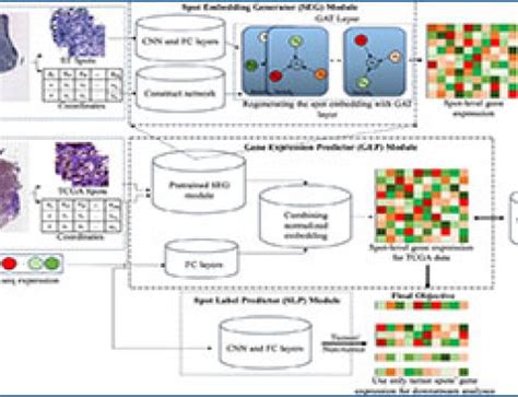 Ficture Scalable Segmentation Free Analysis Of Submicron Resolution
