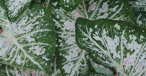 흰색과 녹색 잎의 클로즈업 · 무료 스톡 사진