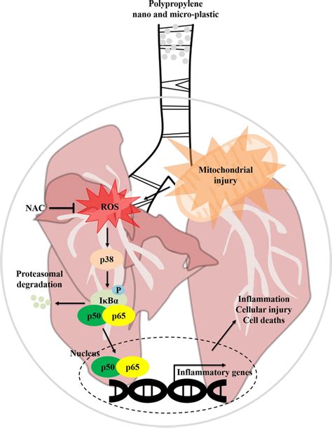 Pathway By Which Nf κb Signaling Is A Activated As A Result Of Pp