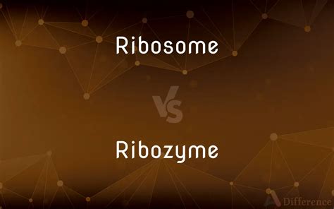Ribosome Vs Ribozyme — Whats The Difference