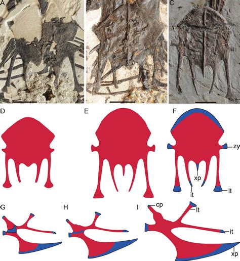 Ontogenetic Variation Of Sternal Morphology AÀc Archaeorhynchus